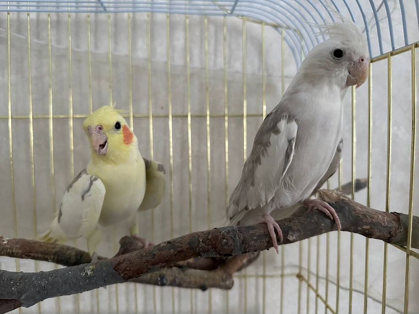 Попугай корелла самец и самка