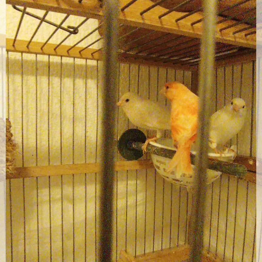 Кенара и канарейки