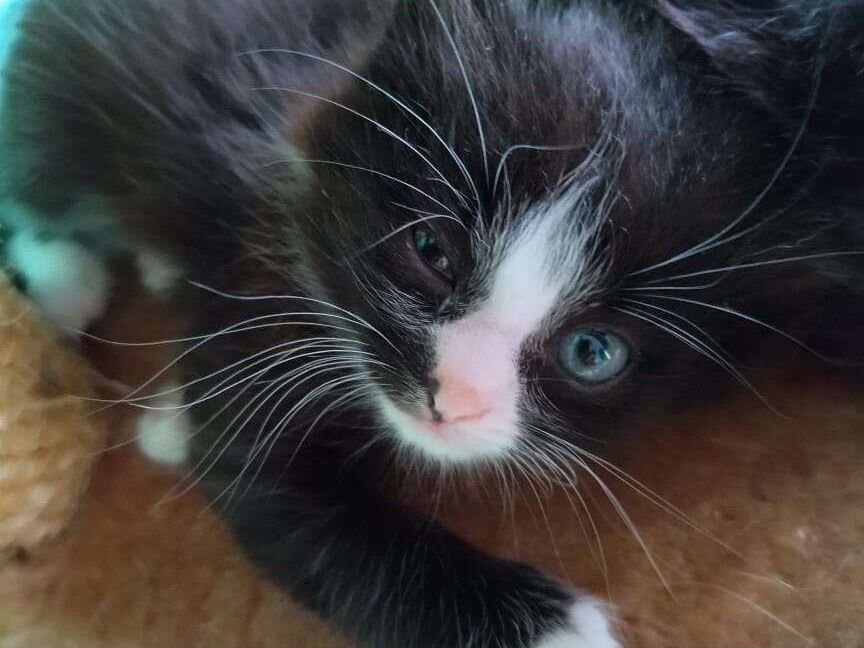 Котята норвежская лесная