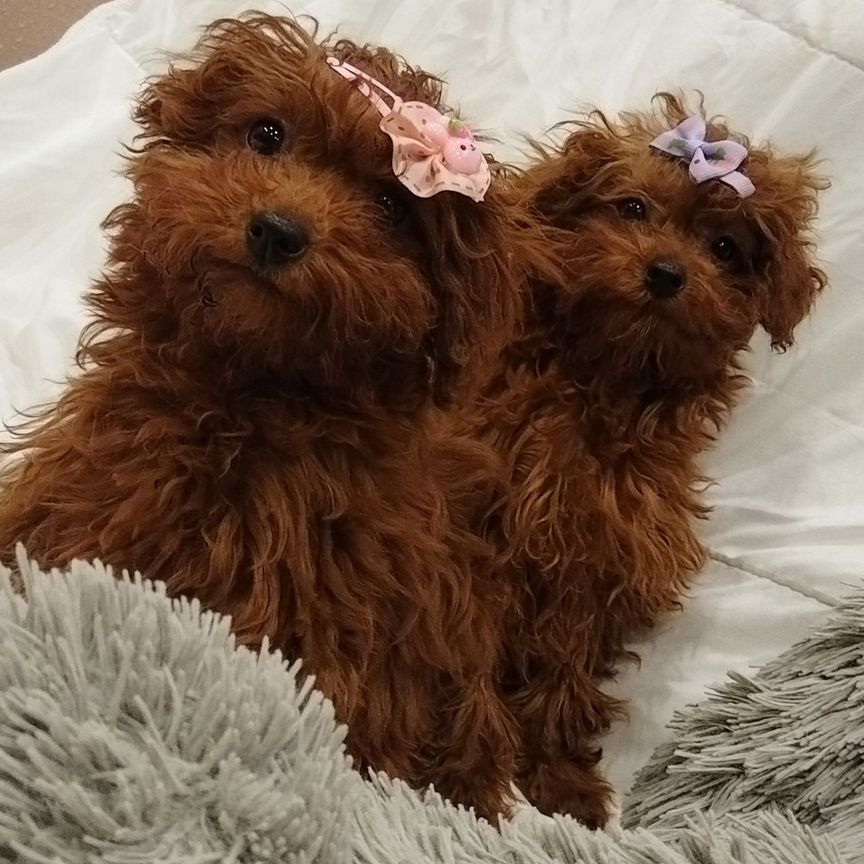 Пудель, щенок