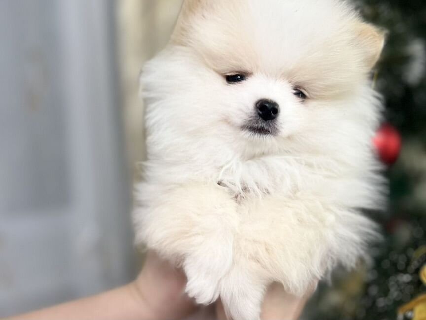 Померанский шпиц мини