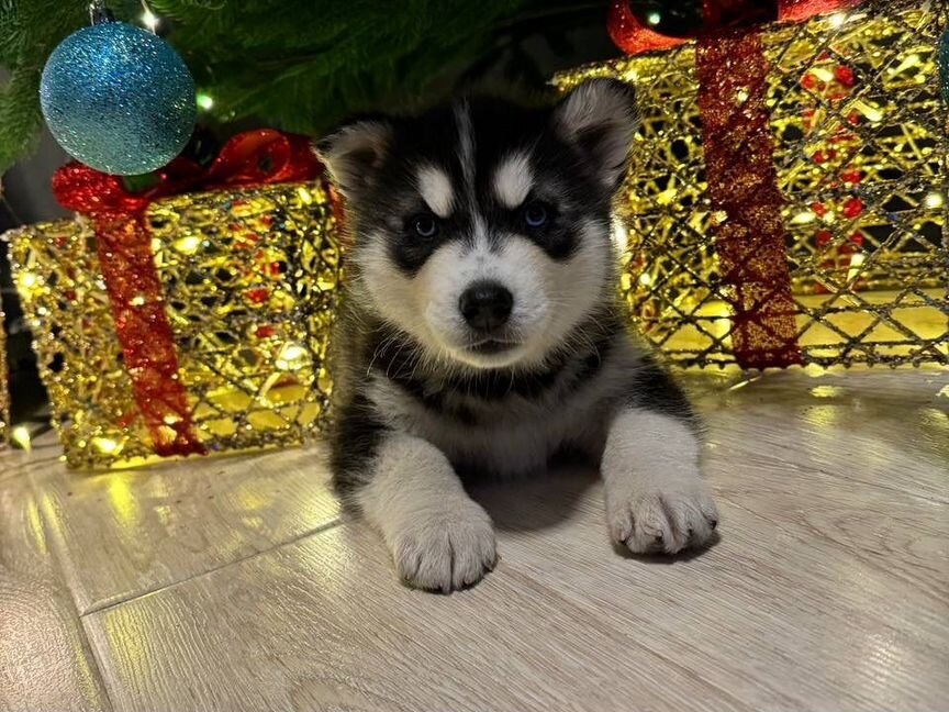 Сибирский хаски