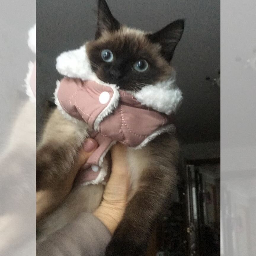 Тайский котик