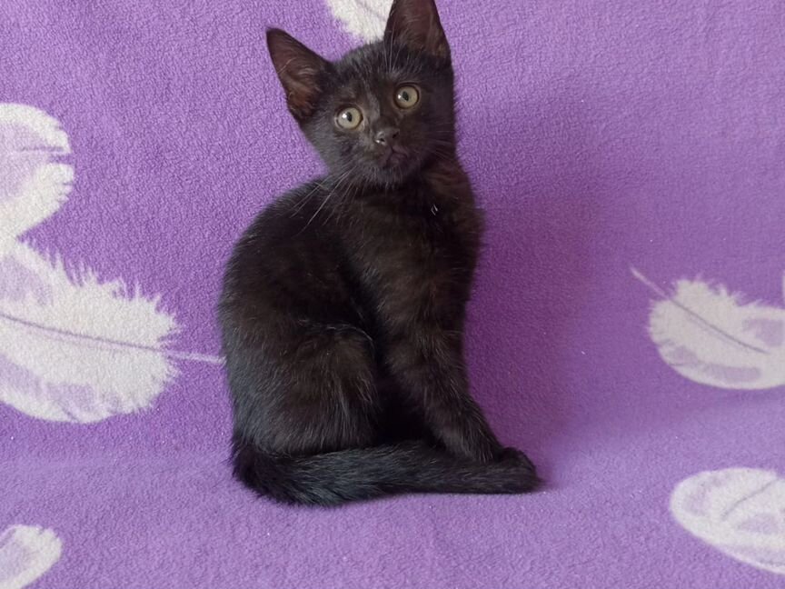 Котенок девочка 2.5 месяца