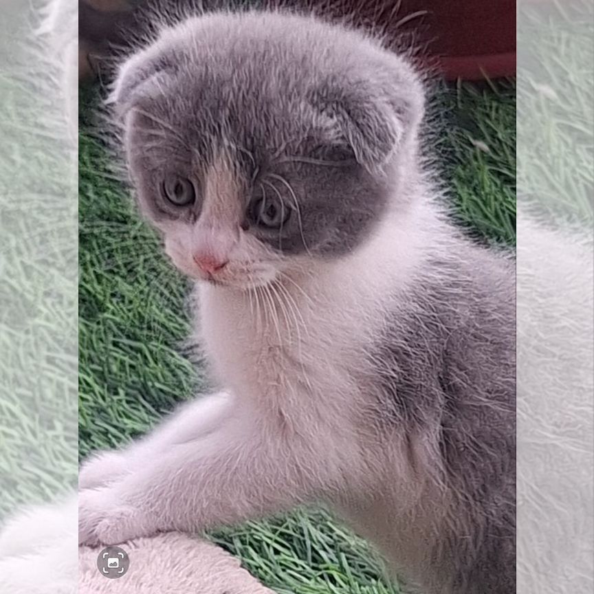 Котята шотландцы вислоухие