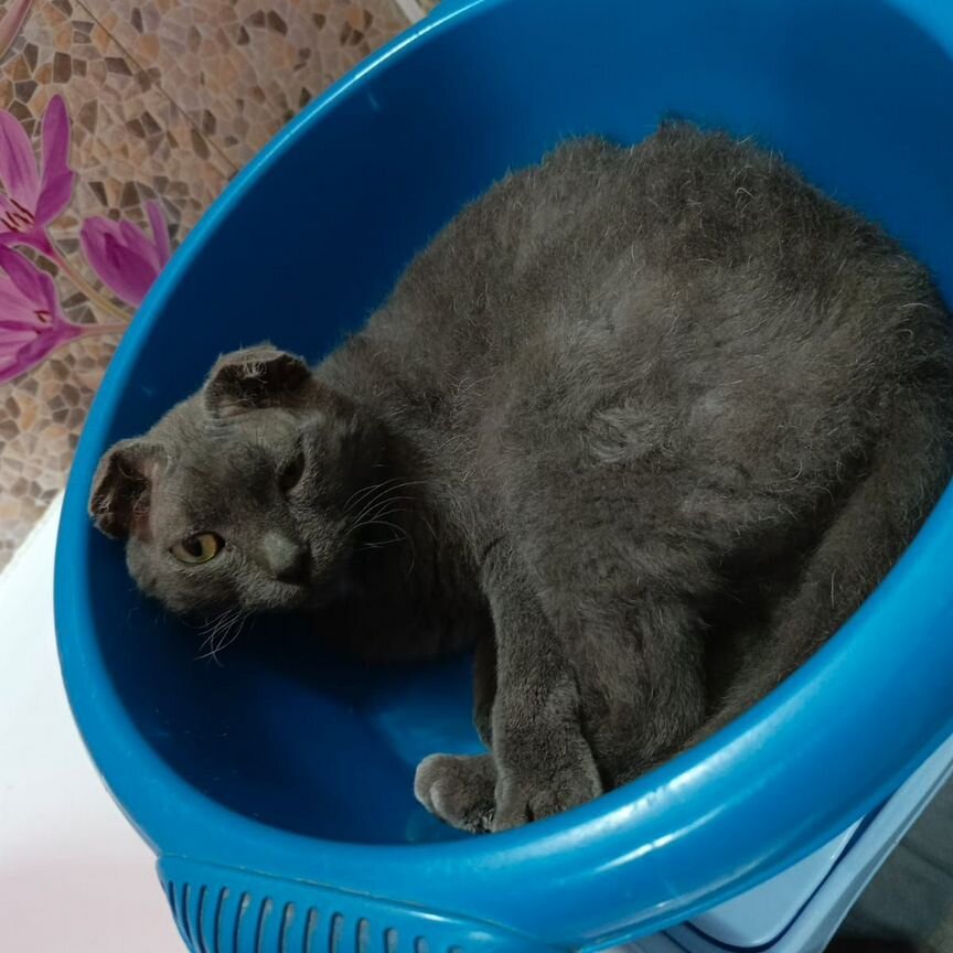 Котик Сфинкс-помесь