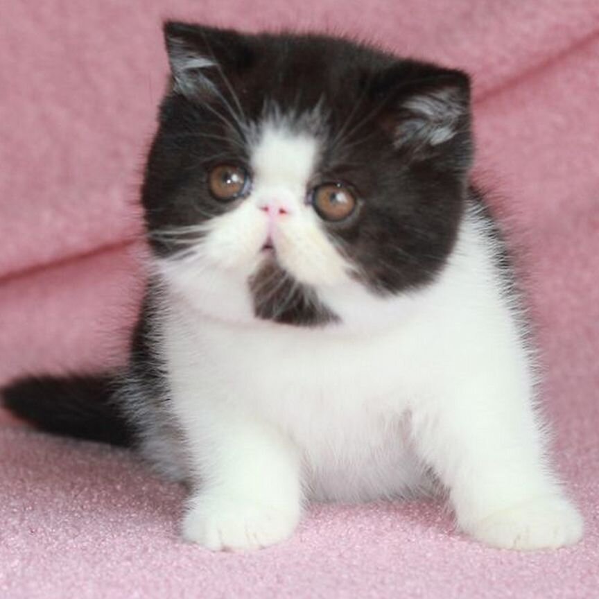 Экзотический короткошёрстный котёнок
