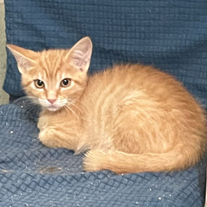 Рыжий котенок мальчик 3 мес