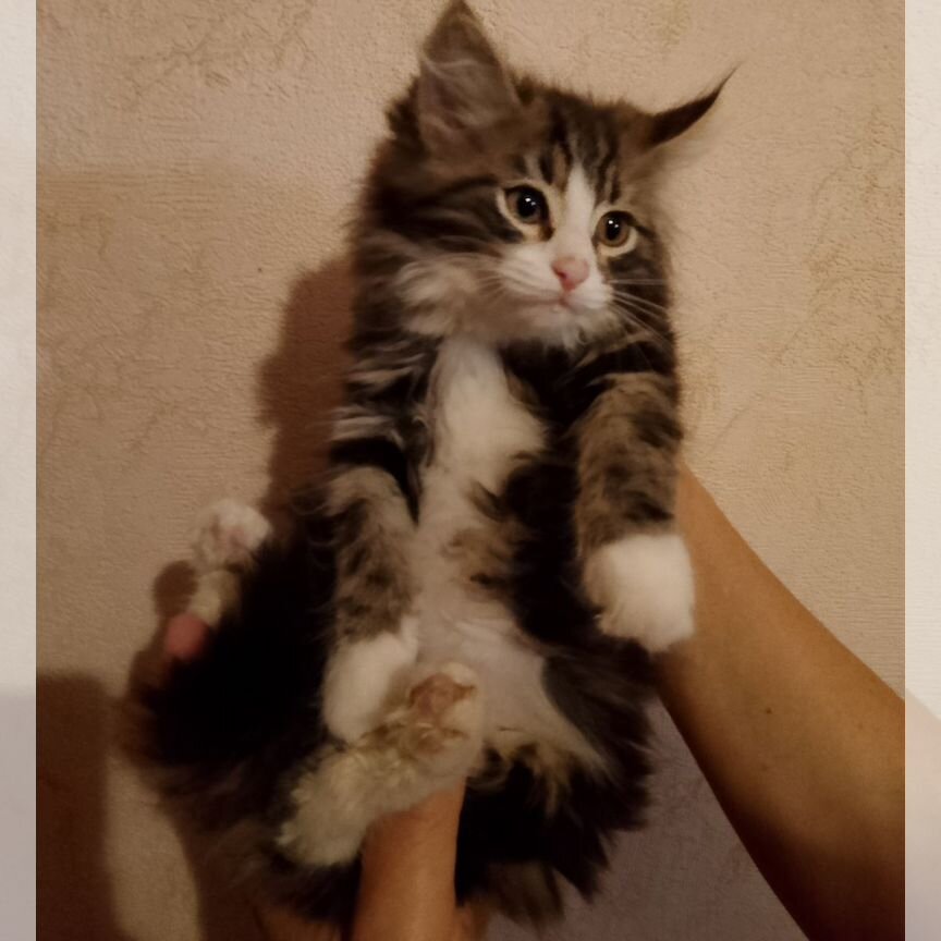 Котёнок от частного владельца