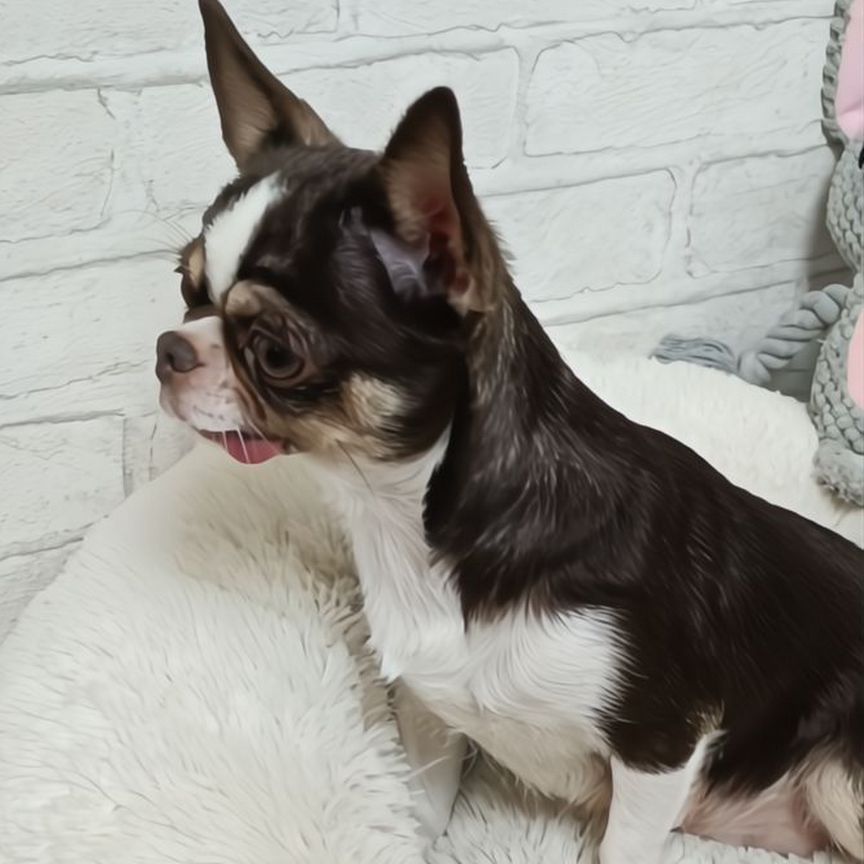 Чихуахуа, взрослая собака