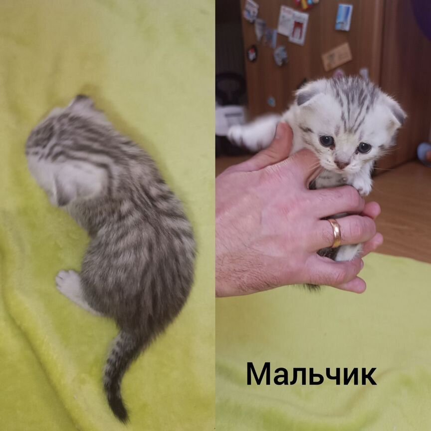 Шотландская вислоухая