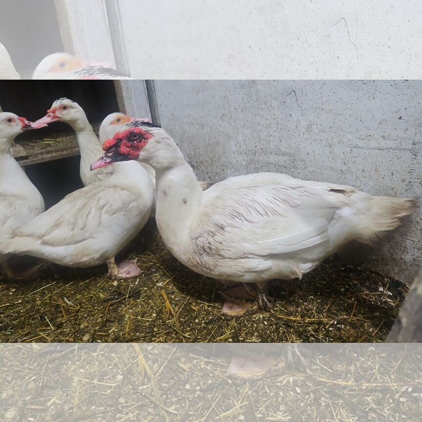 Индоутки тяжёлая французская линия