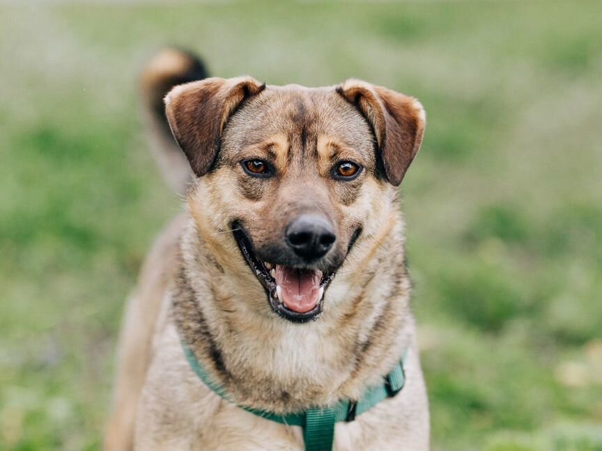 Собака Кира в добрые руки