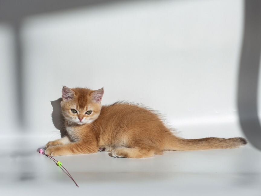 Золотой котенок Скоттиш страйт