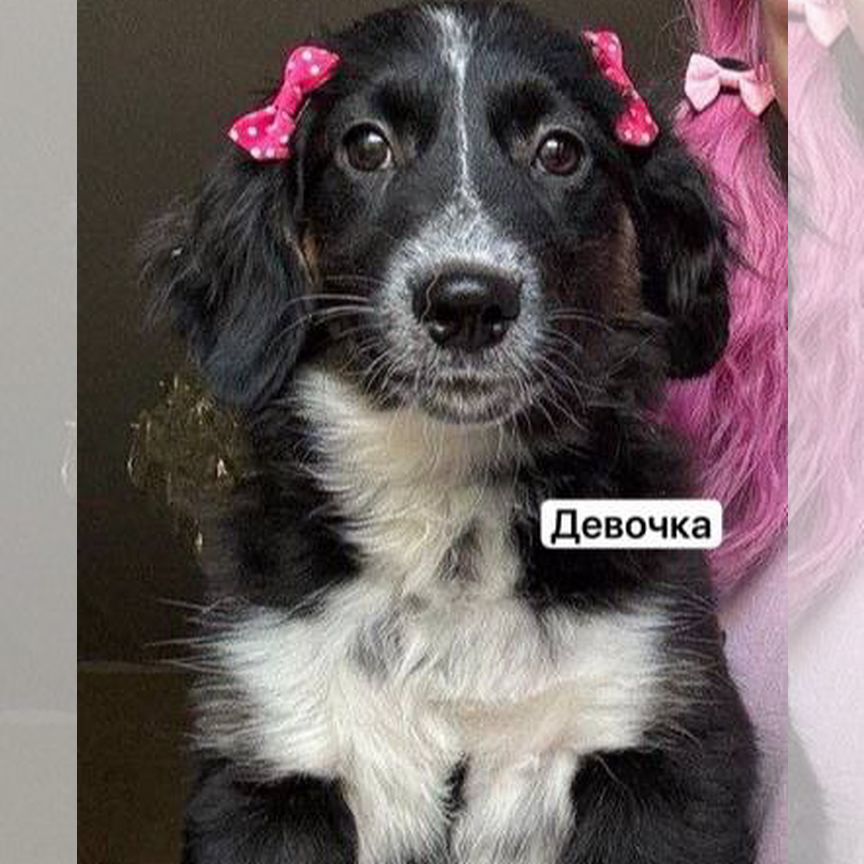 Взрослая собака в добрые руки