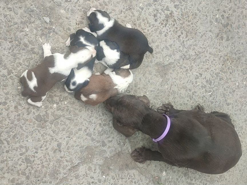 Щенки кокер спаниеля