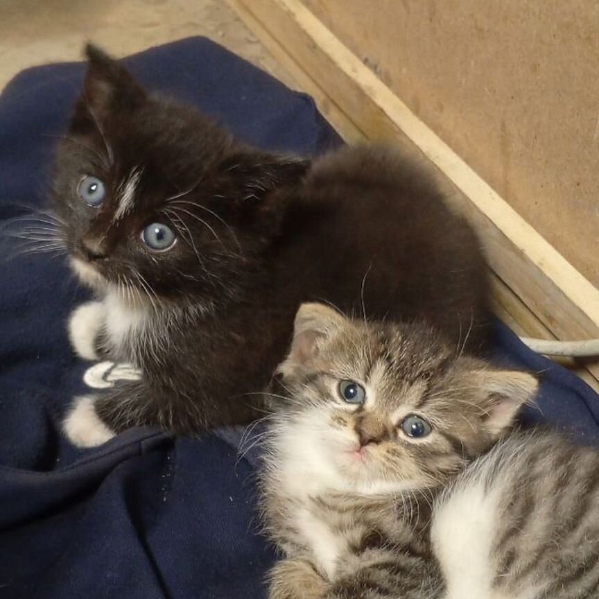 Через 5 дней вахтавики уедут