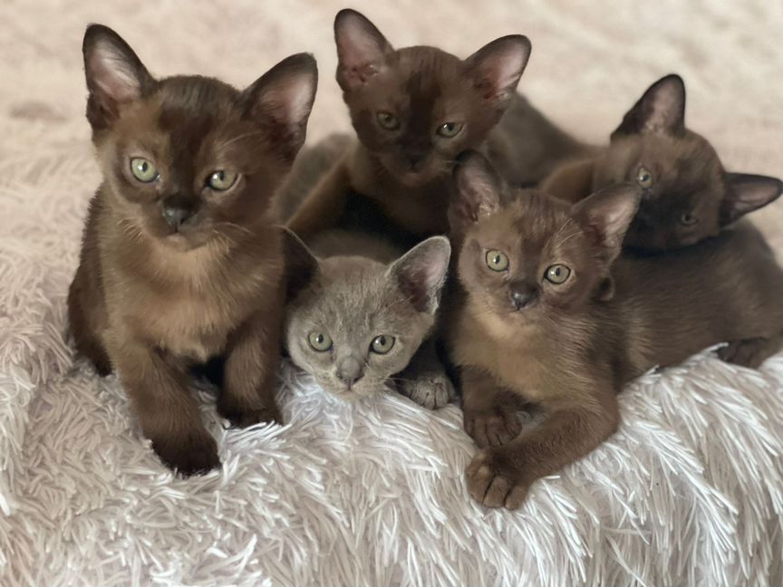 Бурманские котята