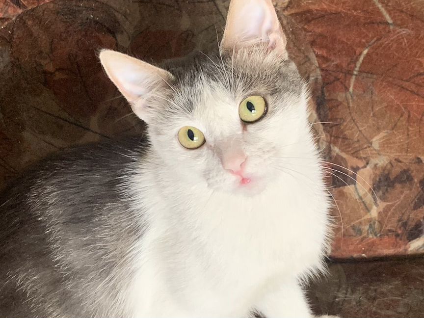Кошечка из приюта