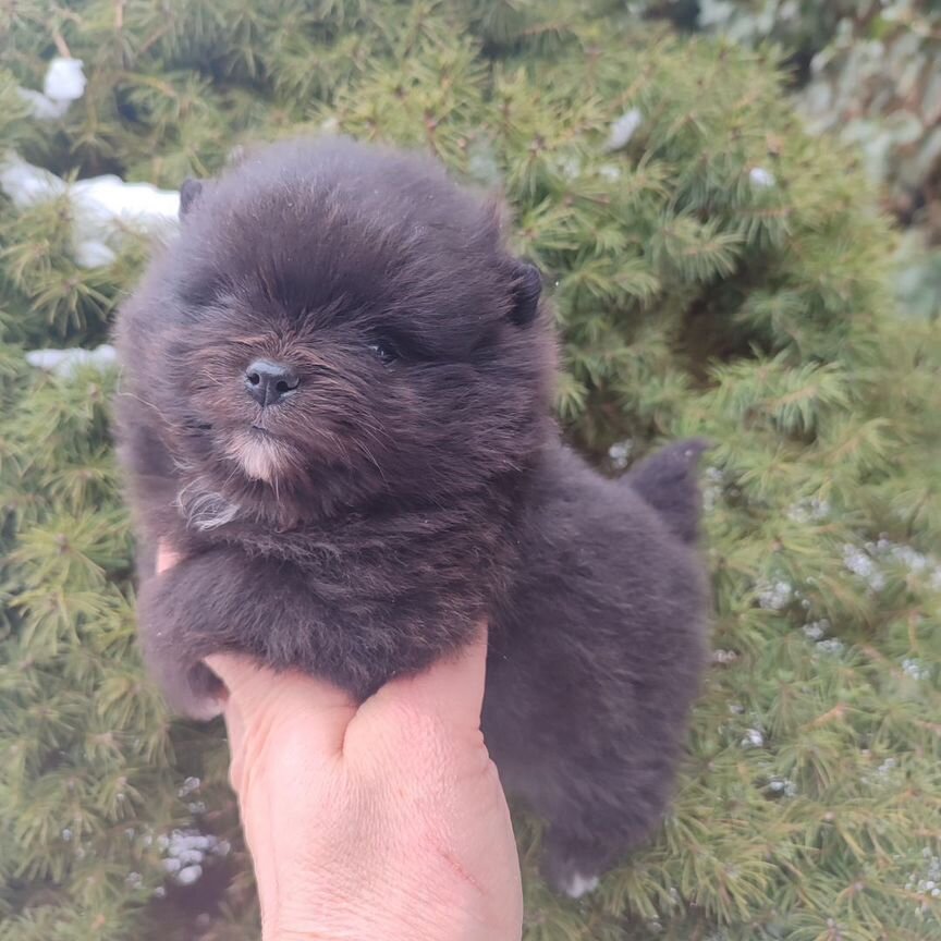 Померанский шпиц мини мальчик