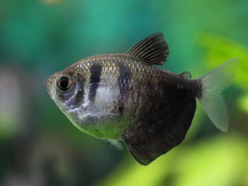 Тернеции взрослые стайка 5 шт