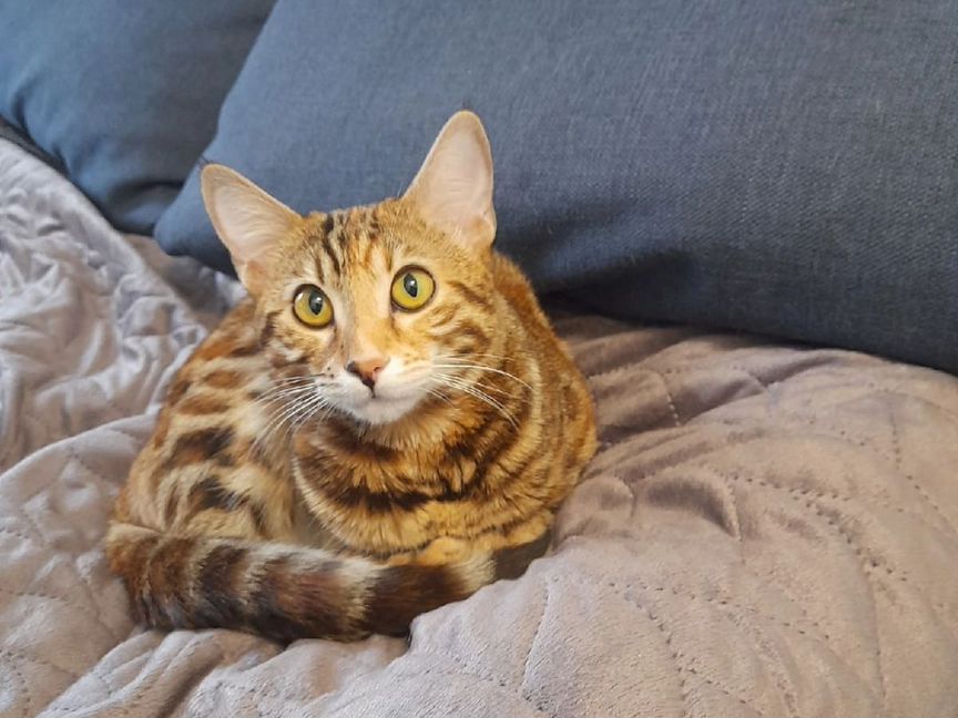 Бенгальская кошечка