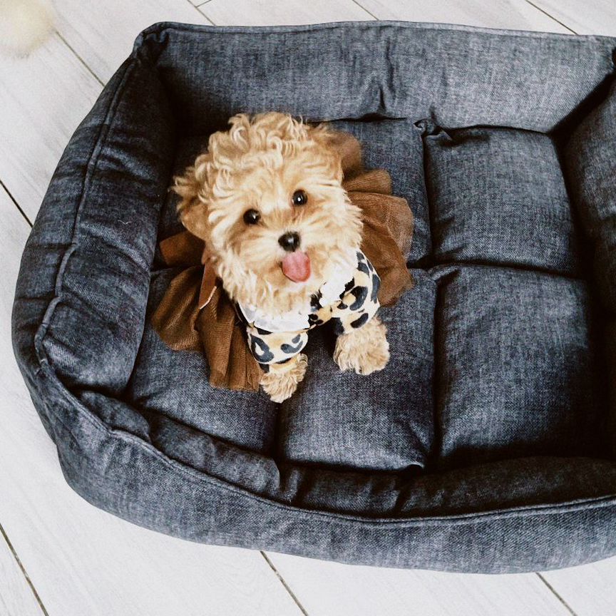 Мальтипу, щенок