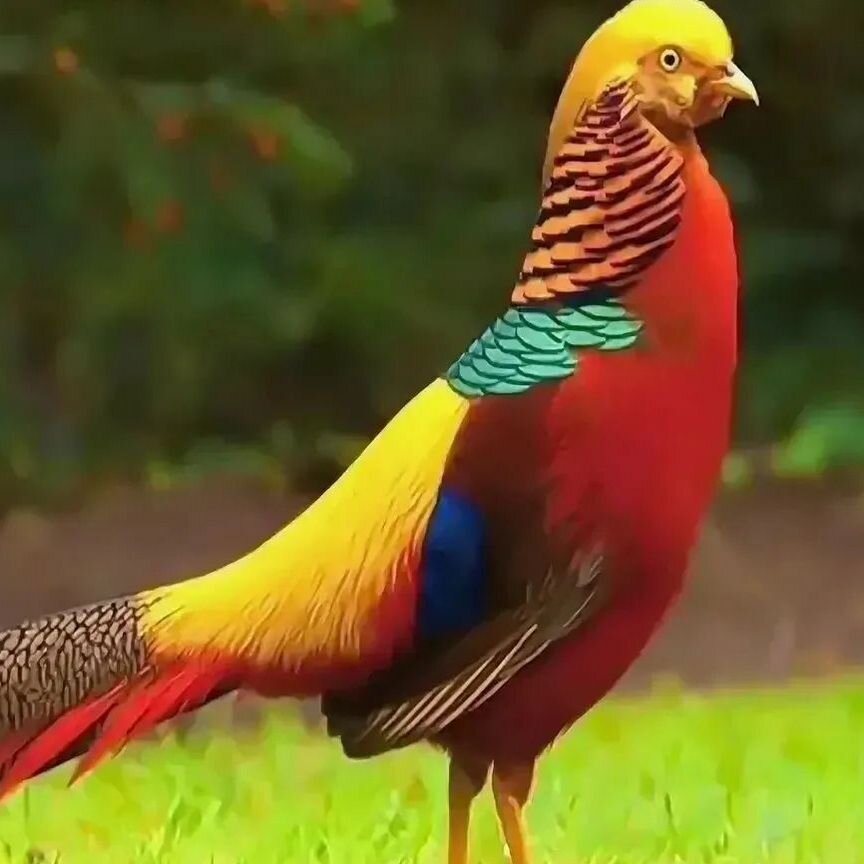 Самцы фазана золотистого