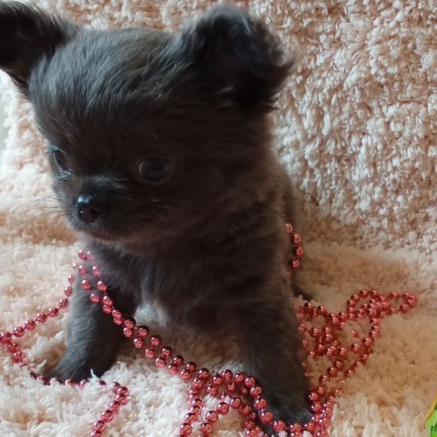 Чихуахуа, щенок