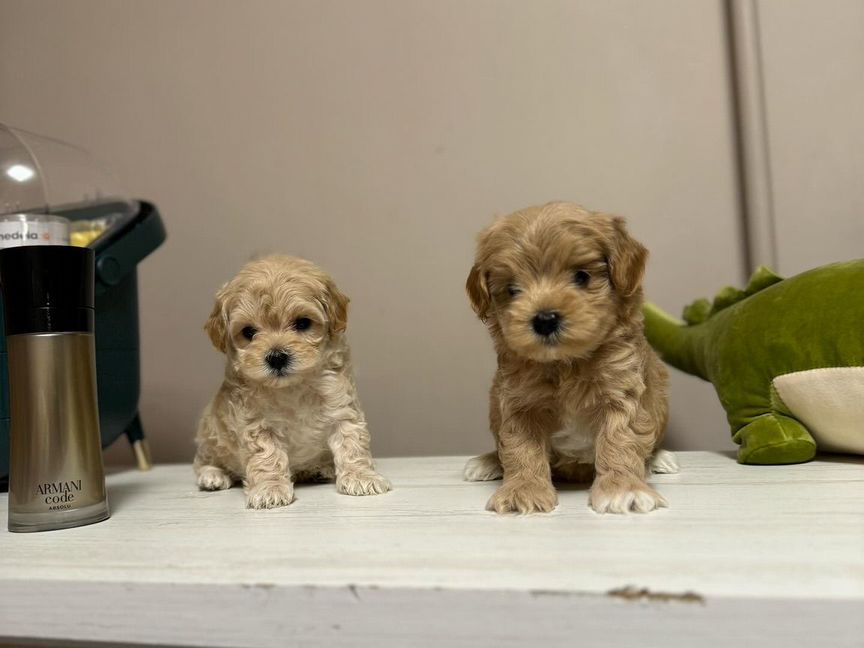 Мальтипу микро красавчики