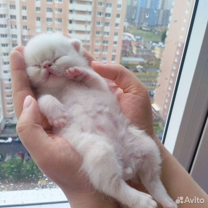 Котята породы Экзот- экстремал