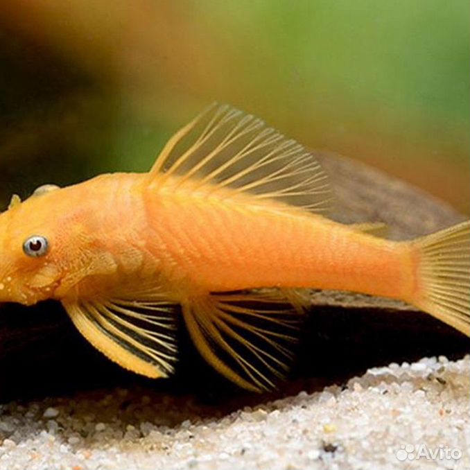 Сом Анциструс Золотой/Обыкн (Ancistrus Dolichopte