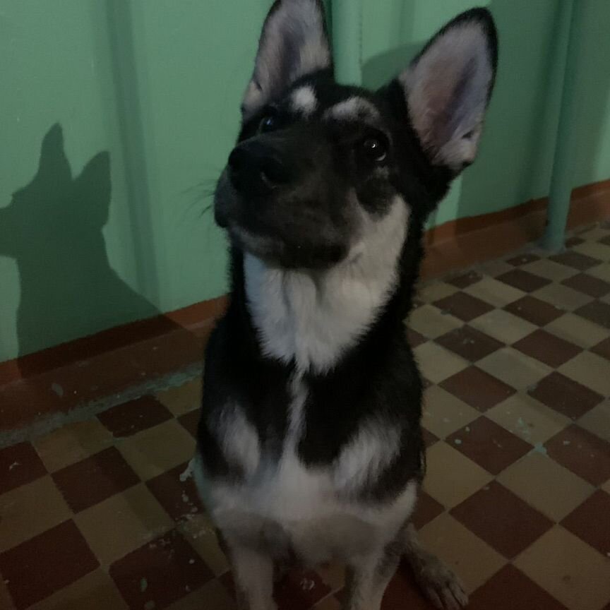 Собака