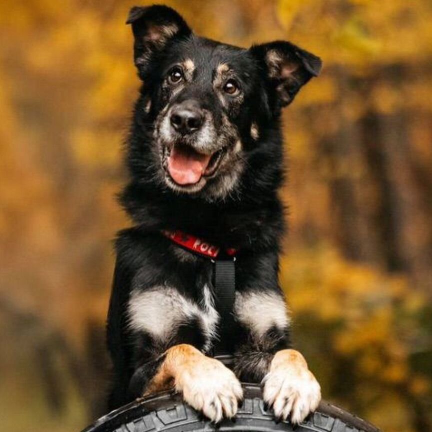 Взрослый пёс в добрые руки