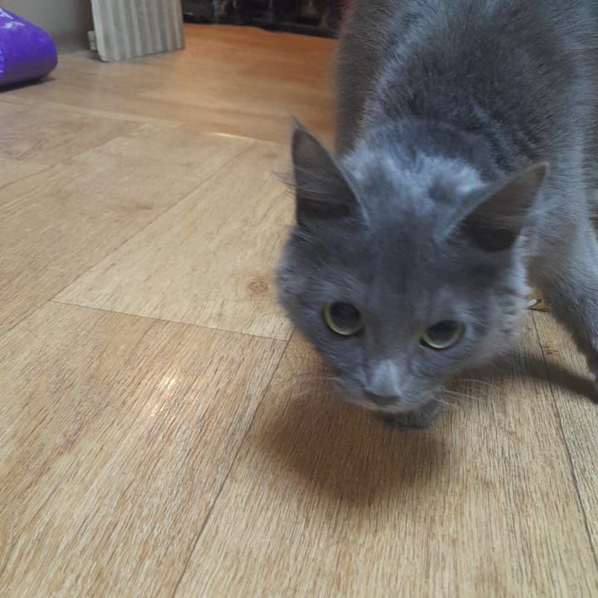 Котята в добрые руки бесплатно девочка