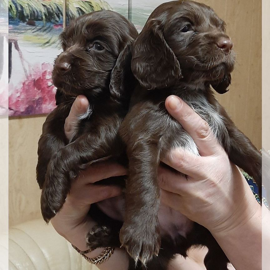 Русский охотничий спаниель, щенок