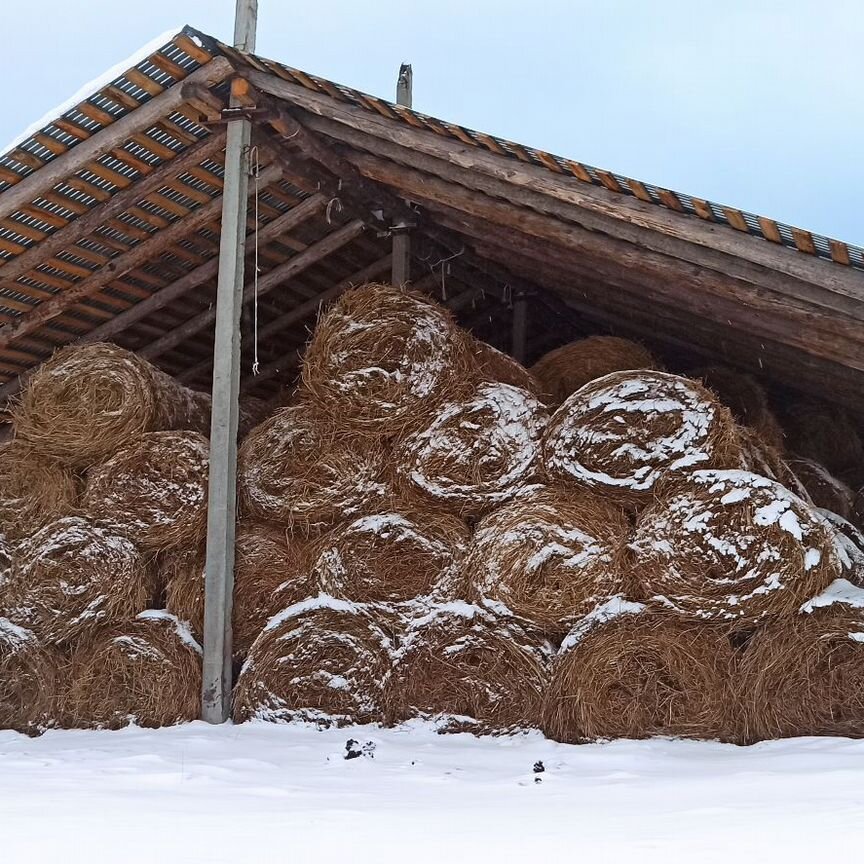 Продам сено в рулонах