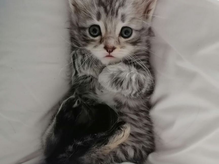 Кошка