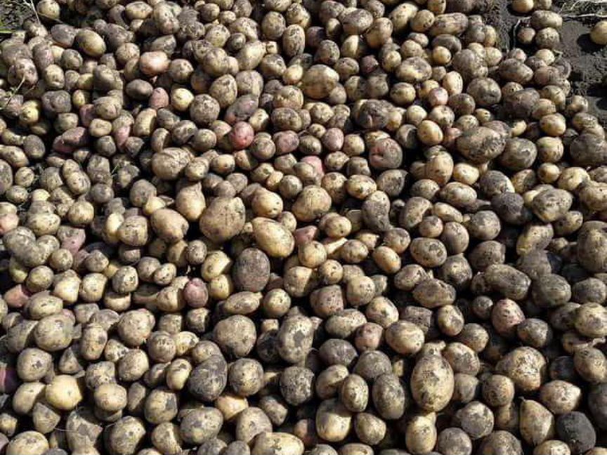 Продам картофель мелкий на корм скоту