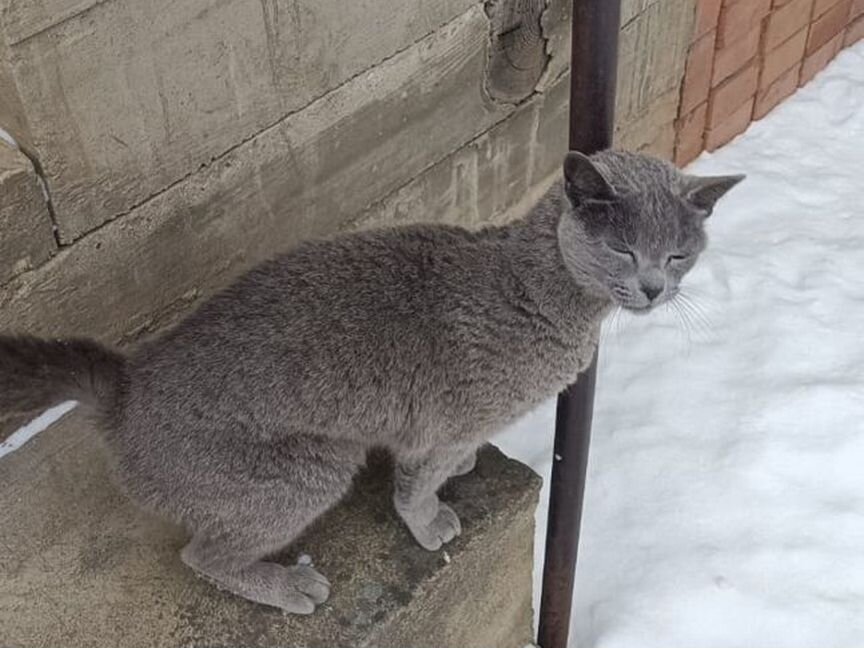 Котик в добрые руки