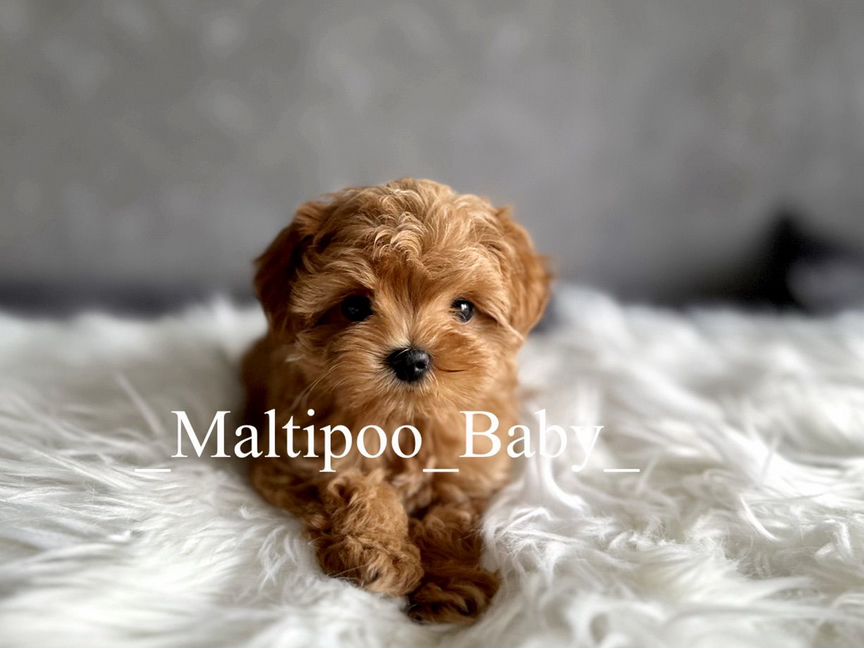 Мальтипу f1 mini мальчик