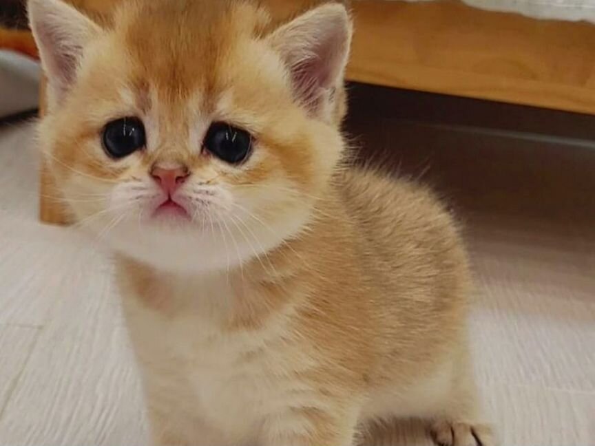 Шотландская вислоухая золотая шиншилла