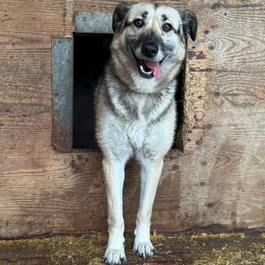 Взрослая собака в добрые руки