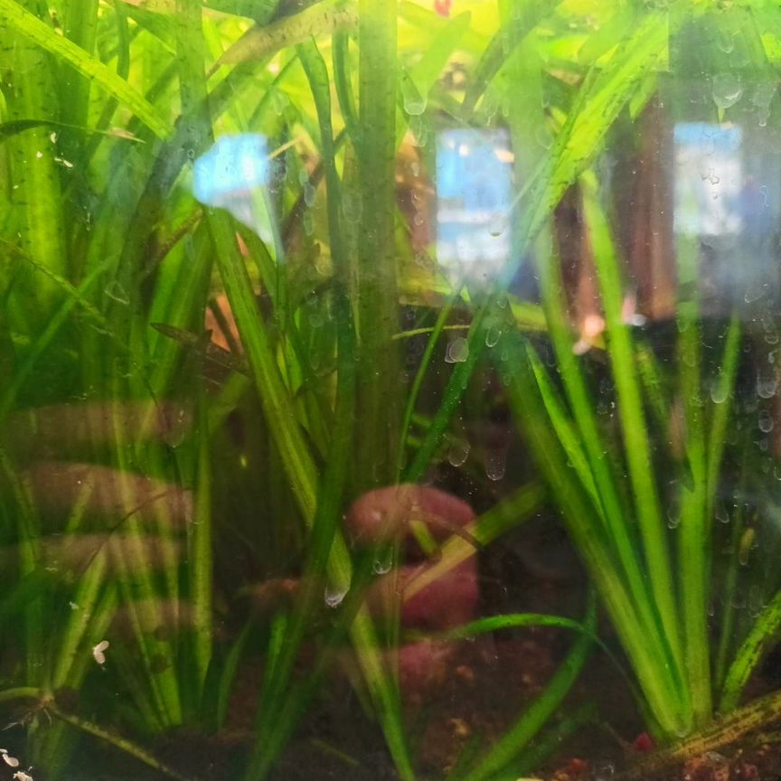 Аквариумное растение