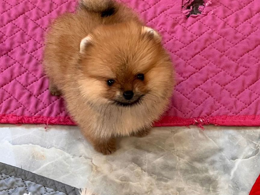 Солнечные колобочки померанского шпица