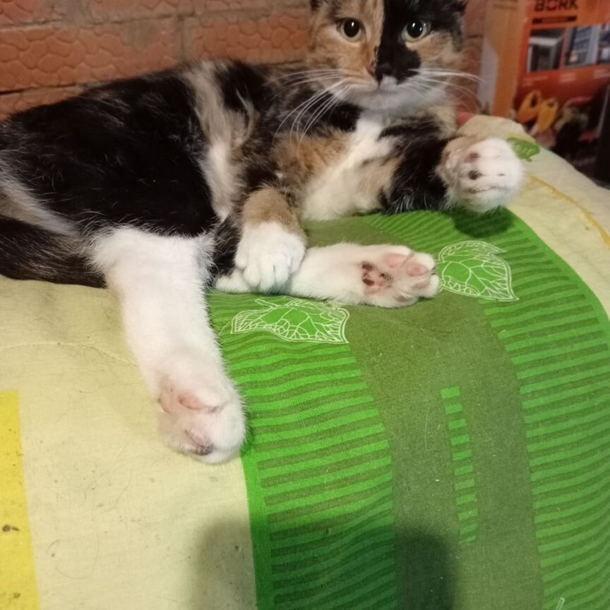 Котенок ищет добрые руки