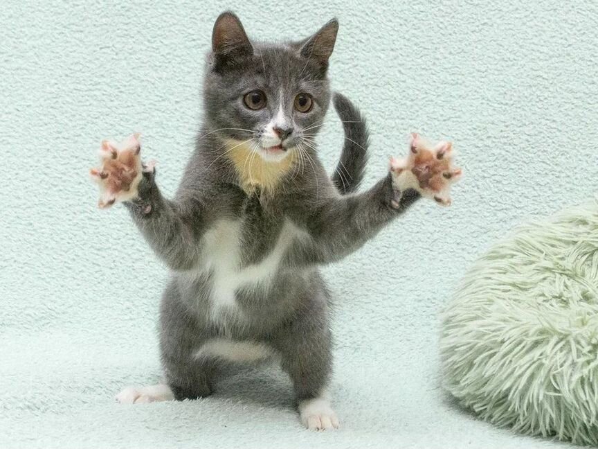 Где же мои мампапа