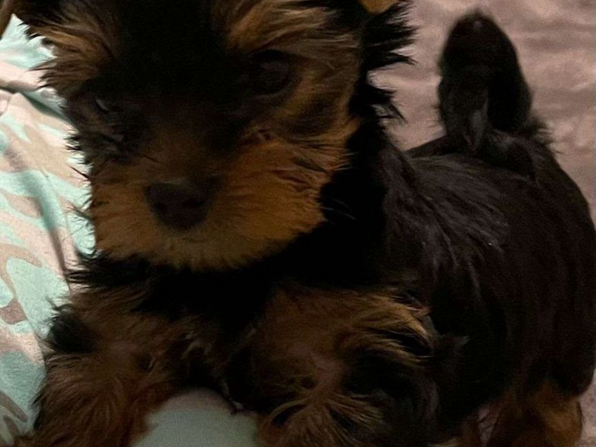 Йорики -красавчики