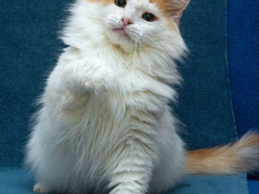 Кот Тортик ищет семью