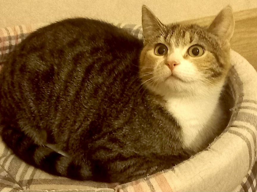 Кошка бесплатно